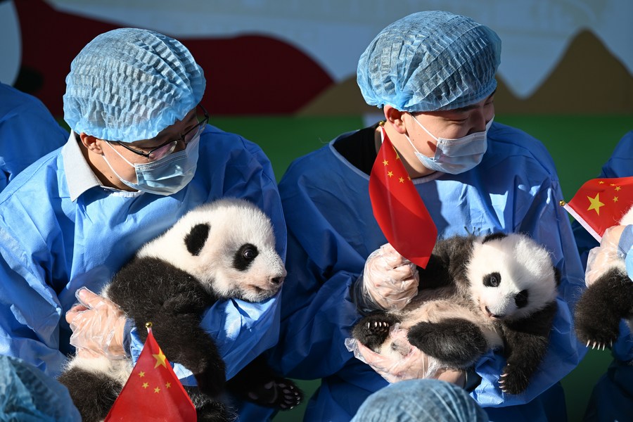 Newborn giant panda cubs meet public in Chengdu, SW China-Xinhua