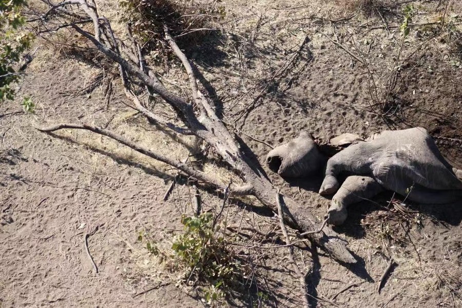 Namibia is dehorning rhinos to deter poachers-Xinhua