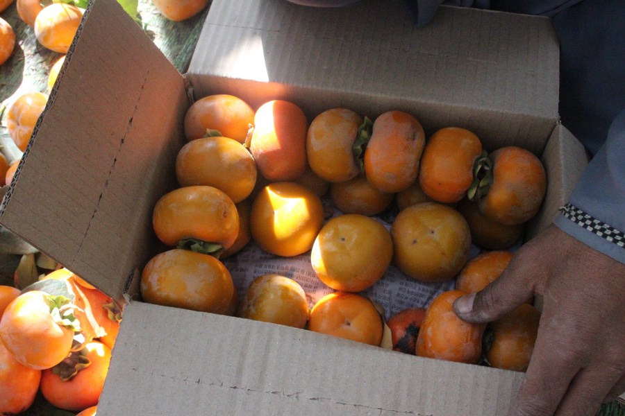 Asia Album: Persimmons ripe in Afghanistan-Xinhua