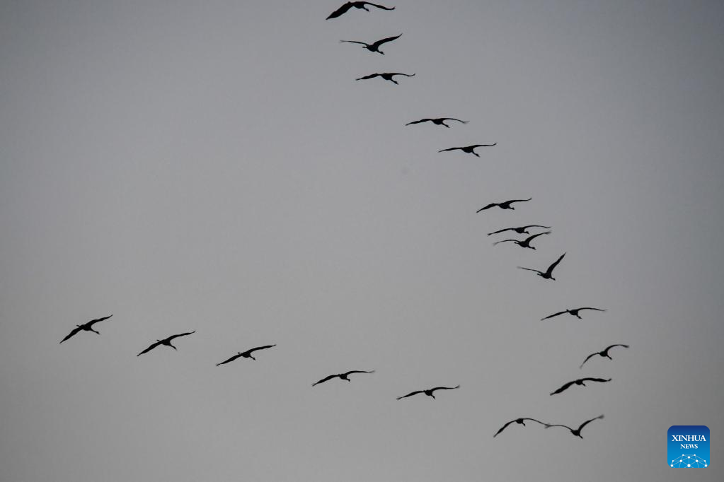 Migrant birds seen in Momoge National Nature Reserve in NE China's ...