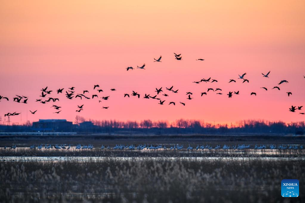 Migrant birds seen in Momoge National Nature Reserve in NE China's ...