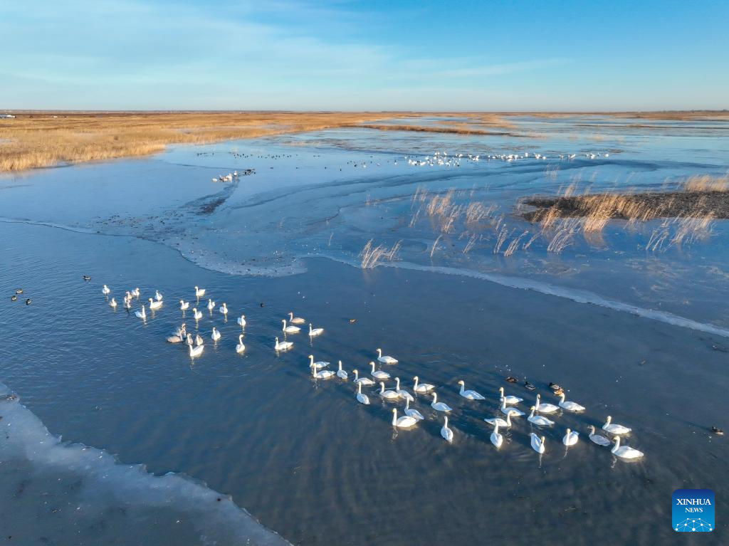 Migrant birds seen in Momoge National Nature Reserve in NE China's ...