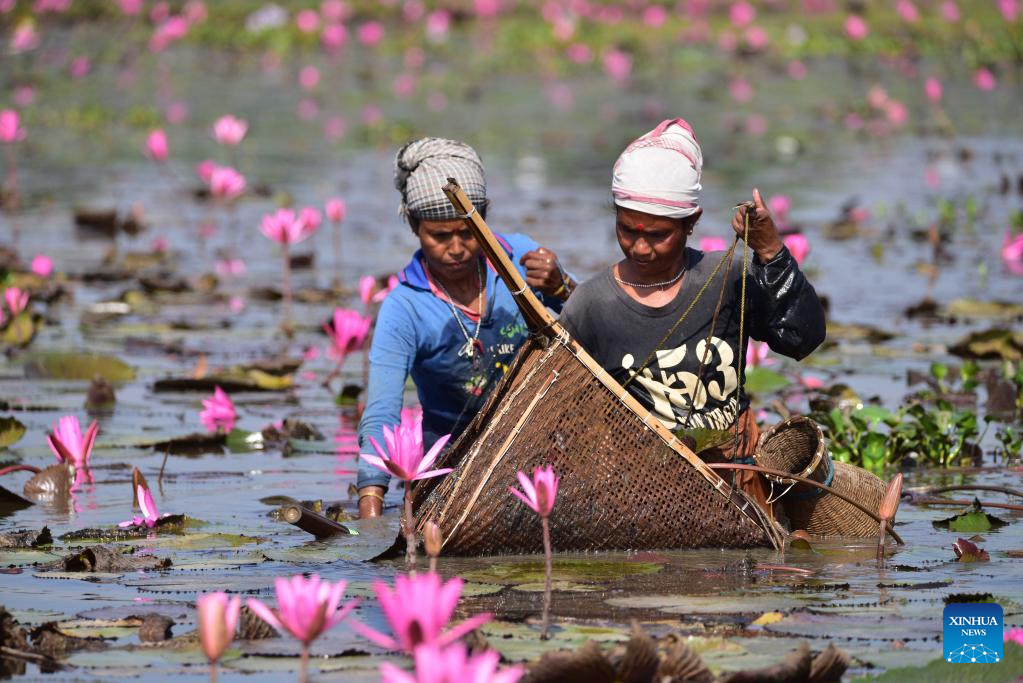 Women catch fish amid blooming water lily flowers in Morigaon district ...