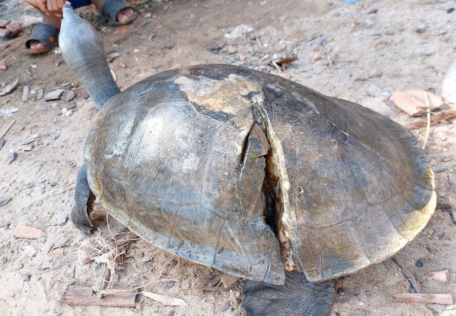 Rare Royal Turtle with severely fractured shell rescued in Cambodia-Xinhua