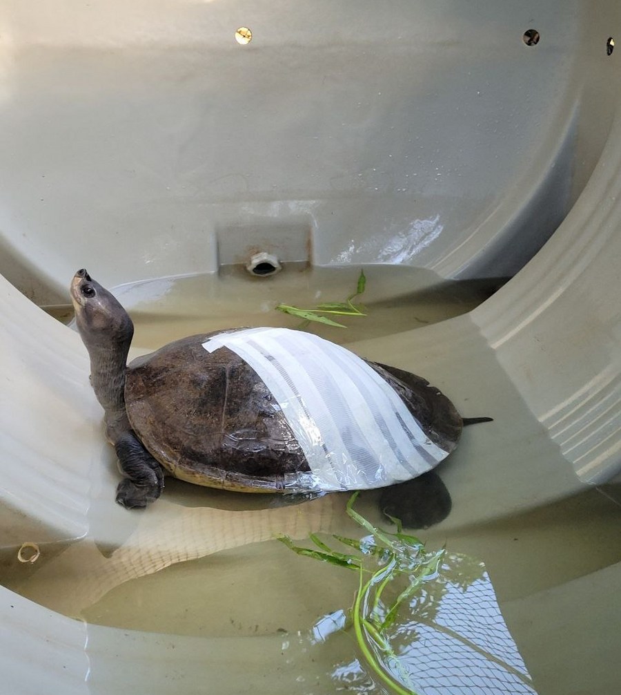 Rare Royal Turtle with severely fractured shell rescued in Cambodia-Xinhua