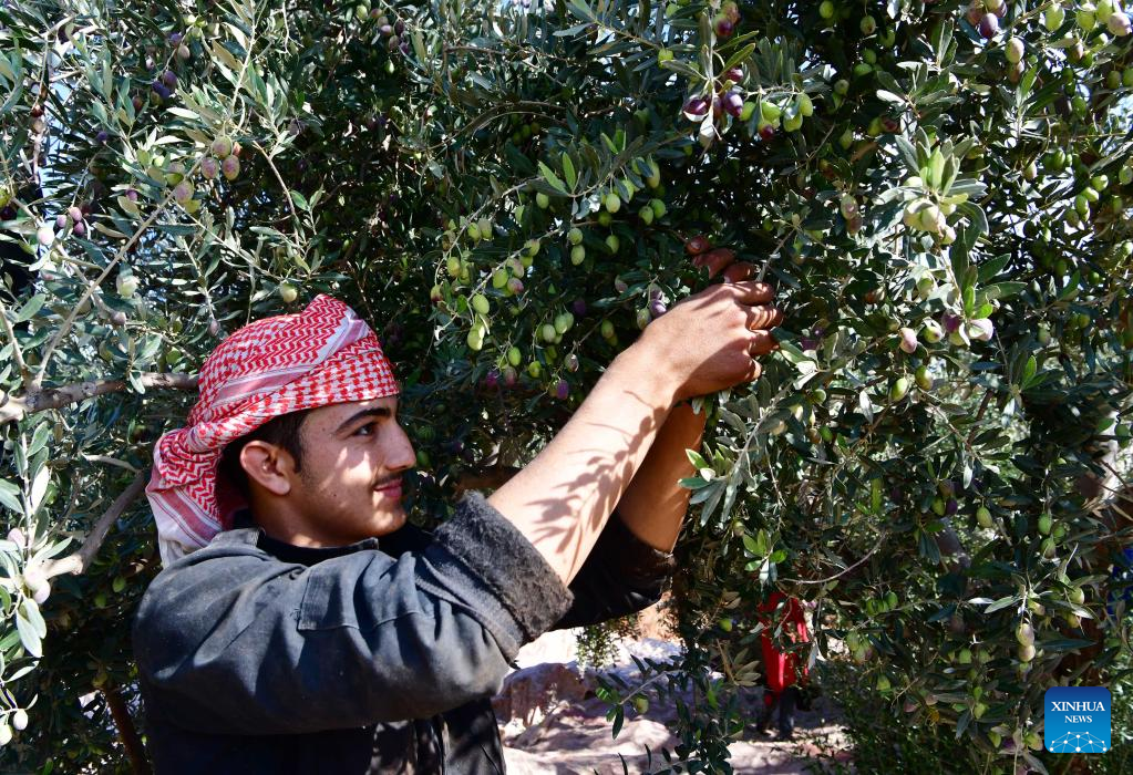 Interview: Syria's famed olive oil on track to claw back global stature ...