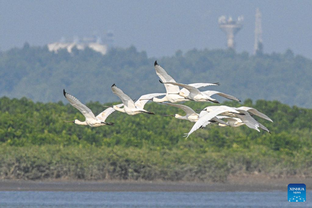In pics: Danzhou Bay Wetland in China's Hainan-Xinhua