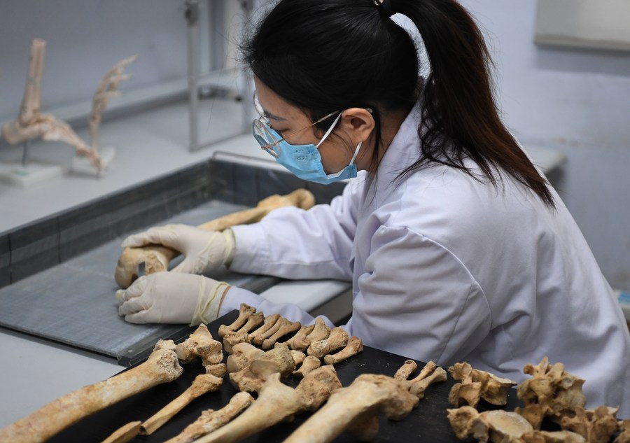 GLOBALink | Decipherer of ancient human bones-Xinhua