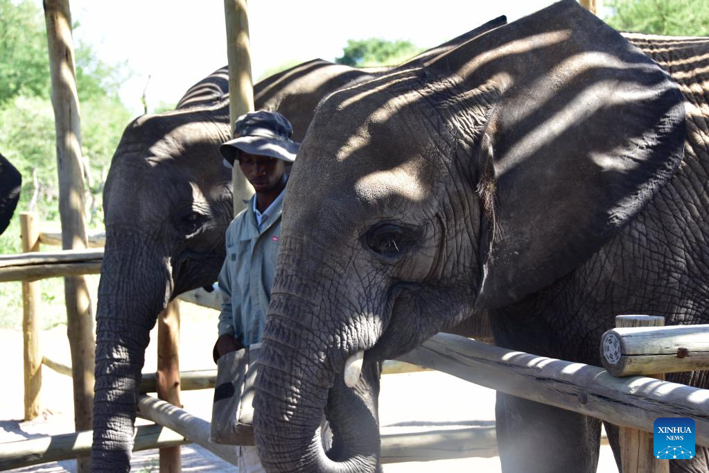 Four orphaned elephants to be reintroduced into wild in Botswana-Xinhua