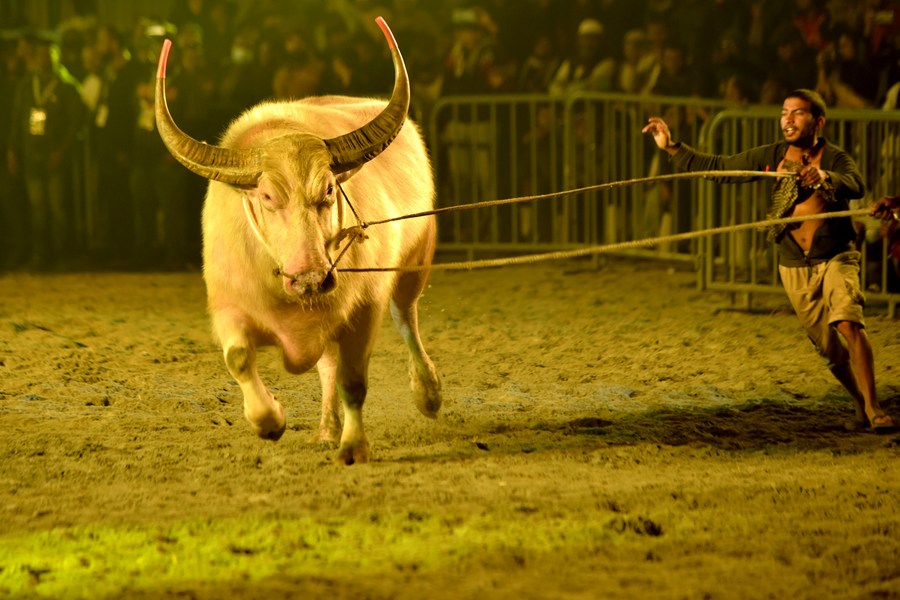 Asia Album: Bangladesh's largest cattle show-Xinhua