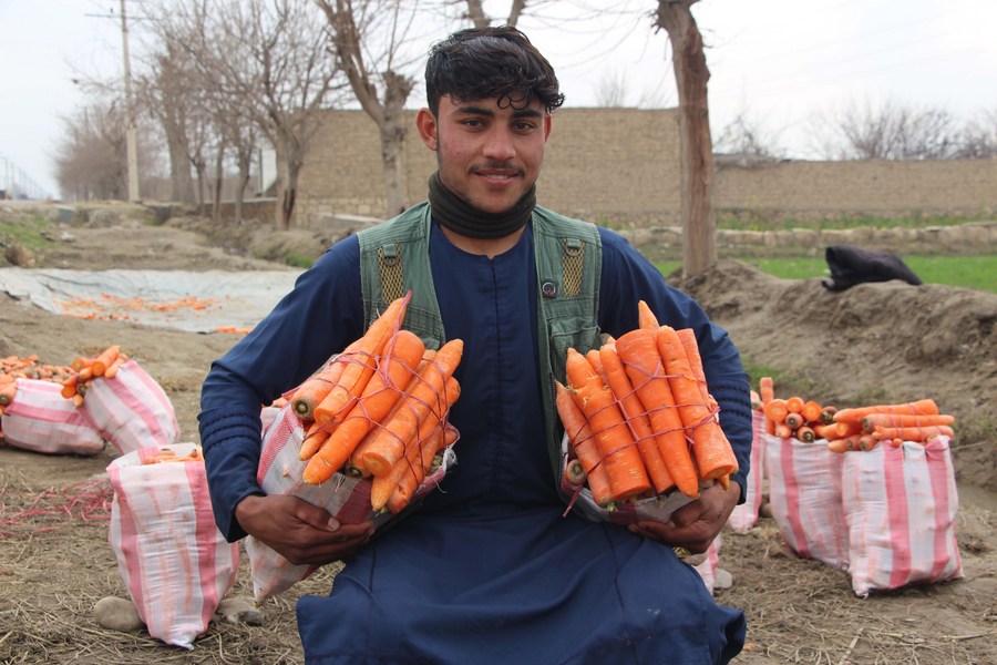 Asia Album: Carrots harvest in Afghanistan-Xinhua