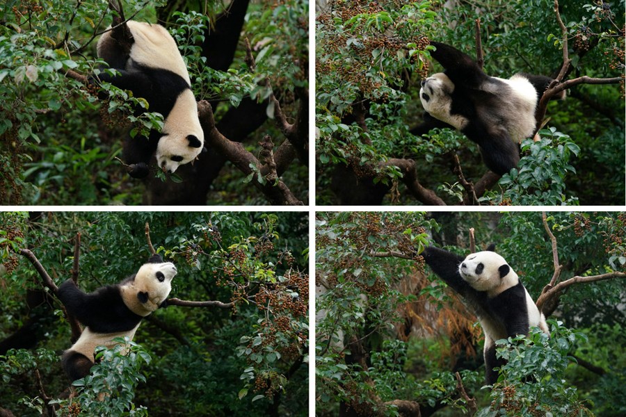 A happy Spring Festival with pandas in Taipei-Xinhua