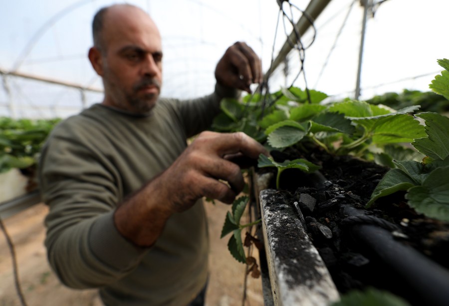 Mideast in Pictures: Palestinian engineer resorts to biochar for ...