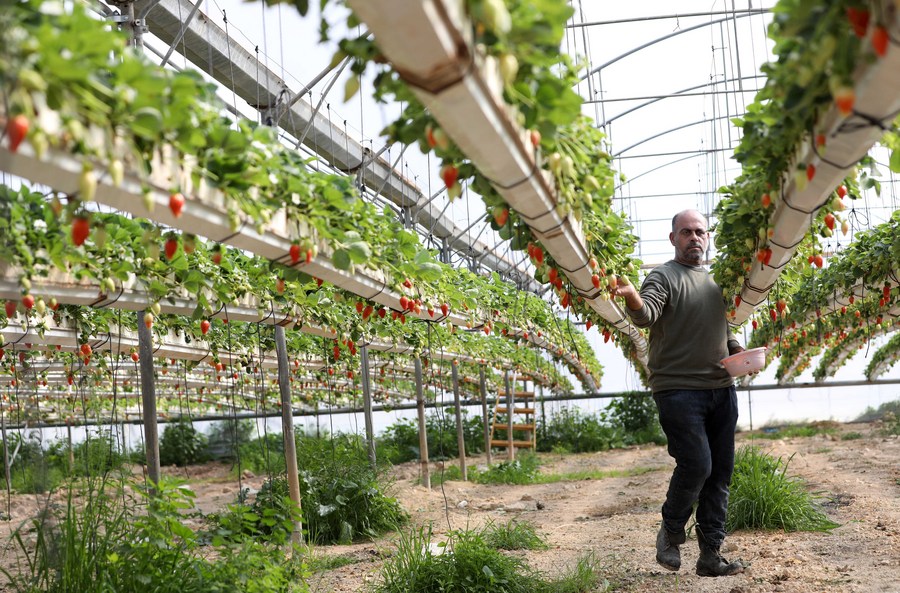 Mideast in Pictures: Palestinian engineer resorts to biochar for ...
