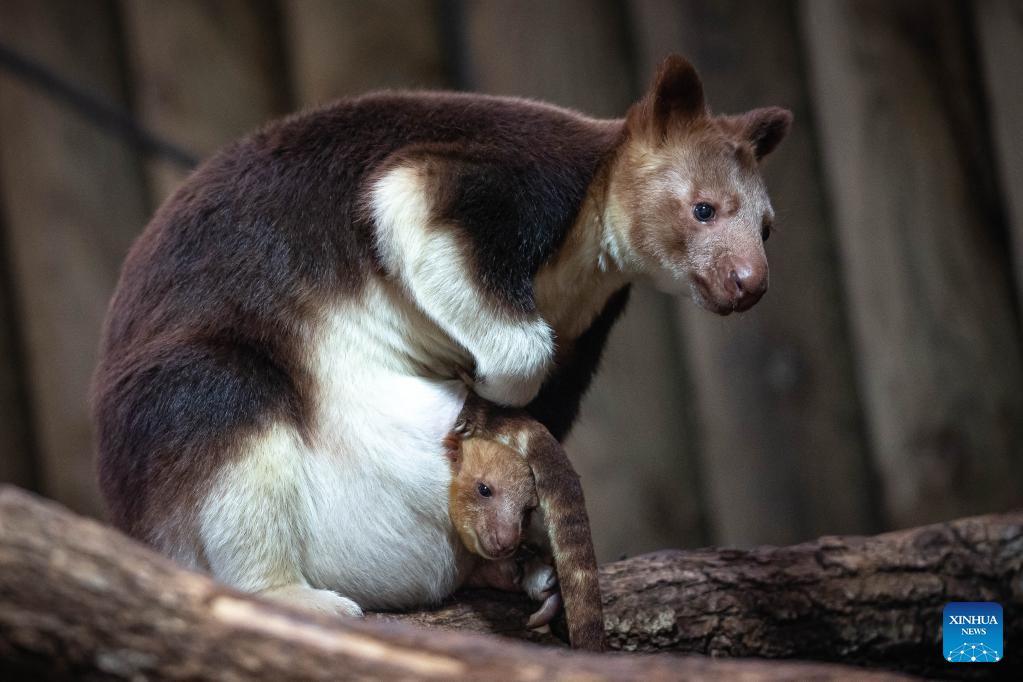 Goodfellow's tree kangaroo peeks out of its mother's pouch at zoo in ...