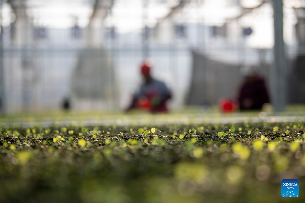 Farmers busy with spring farming in China -Xinhua