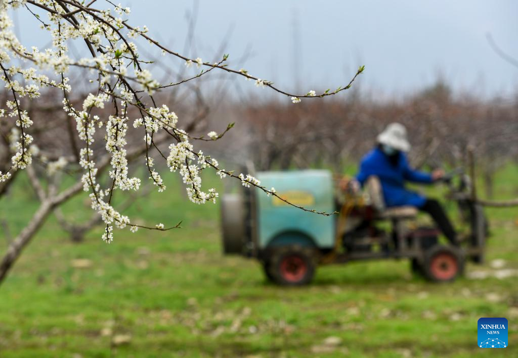 Farmers busy with spring farming in China -Xinhua