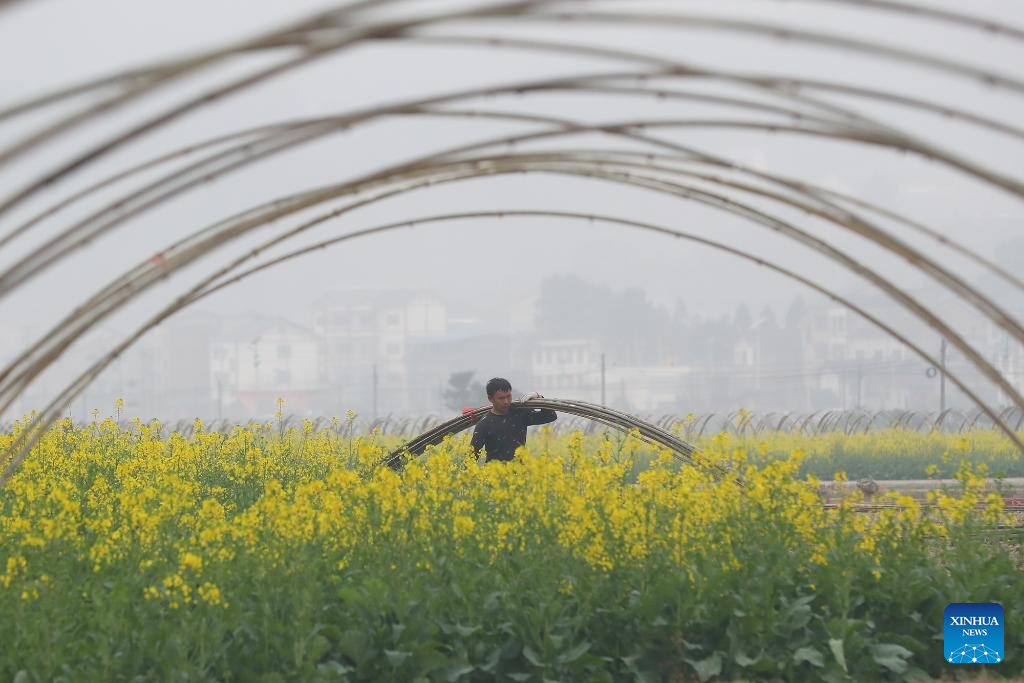 Farmers busy with spring farming in China -Xinhua