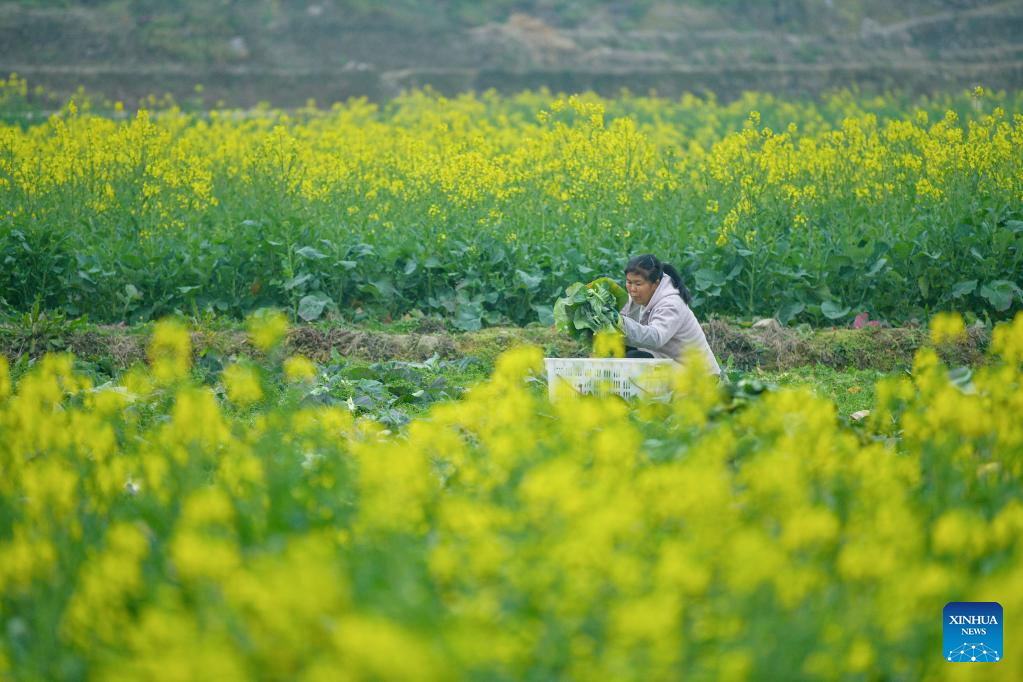Farmers busy with spring farming in China -Xinhua
