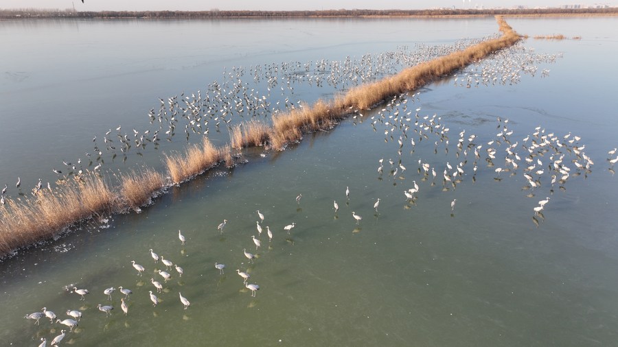 Birds flock to N China's Hengshui Lake for annual migration-Xinhua