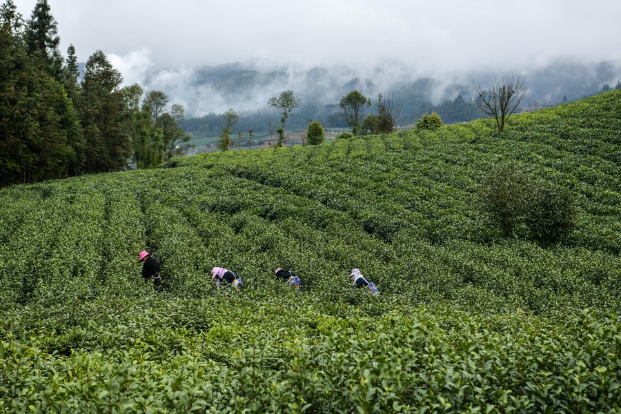 GLOBALink | Farmers benefit from tea industry in Pu'an County, Guizhou ...
