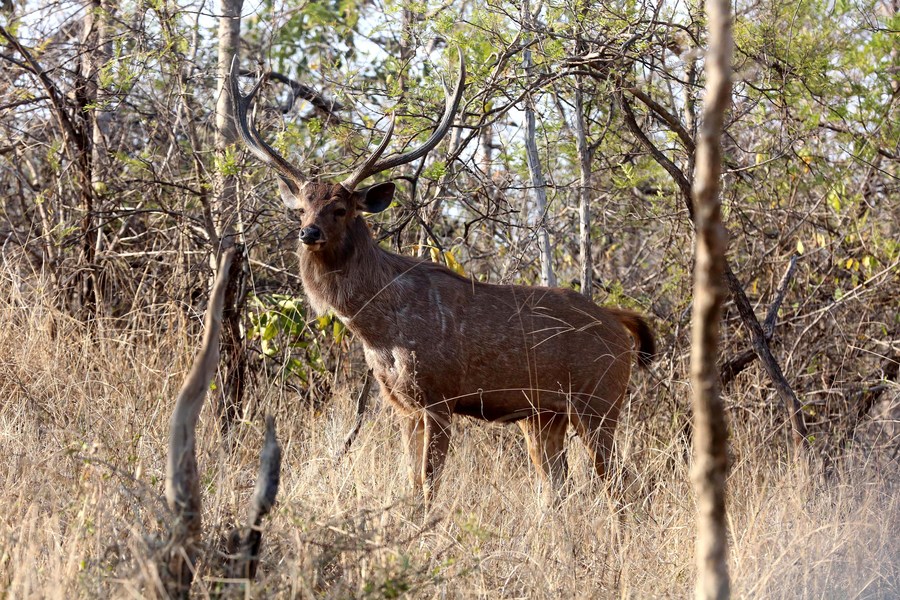 Asia Album: "Natural paradise" -- Discover elephants, deer in India's ...