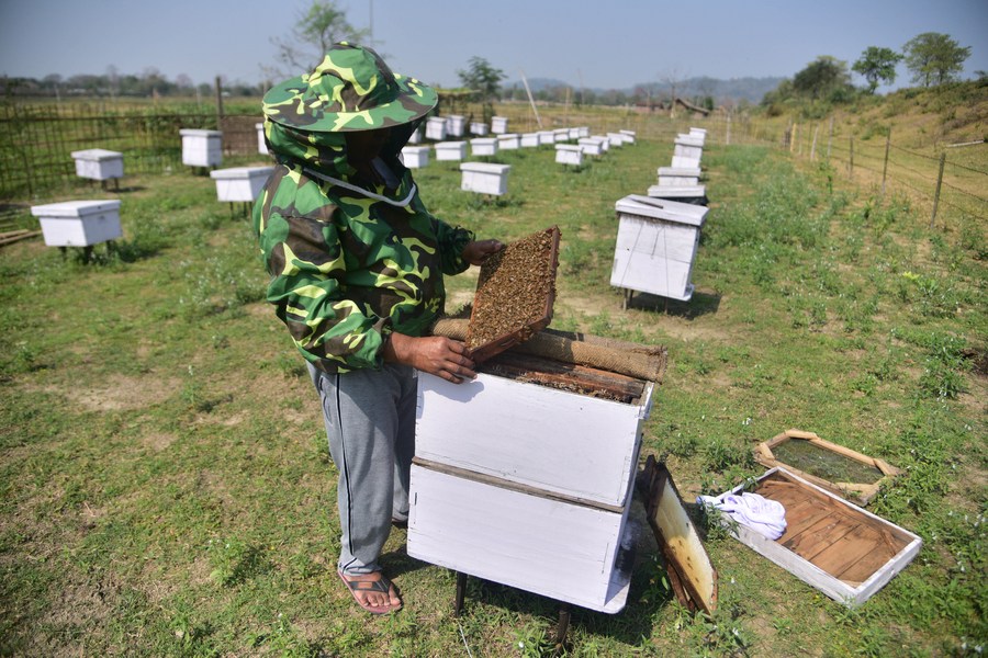 Asia Album: Taste the sweetness of honey with Indian beekeepers-Xinhua