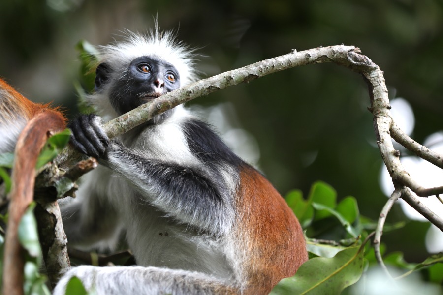 Album of endangered Zanzibar red colobus-Xinhua