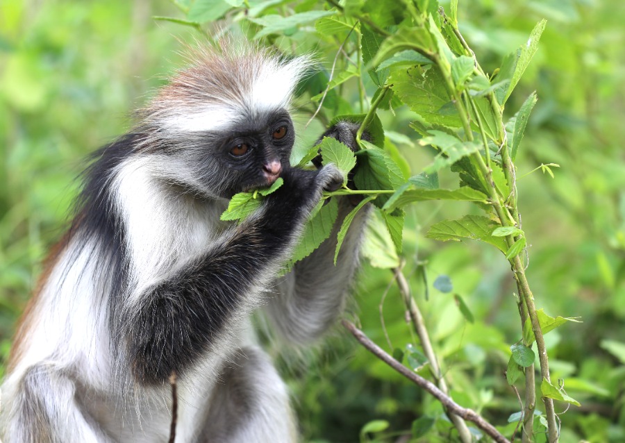 Album of endangered Zanzibar red colobus-Xinhua