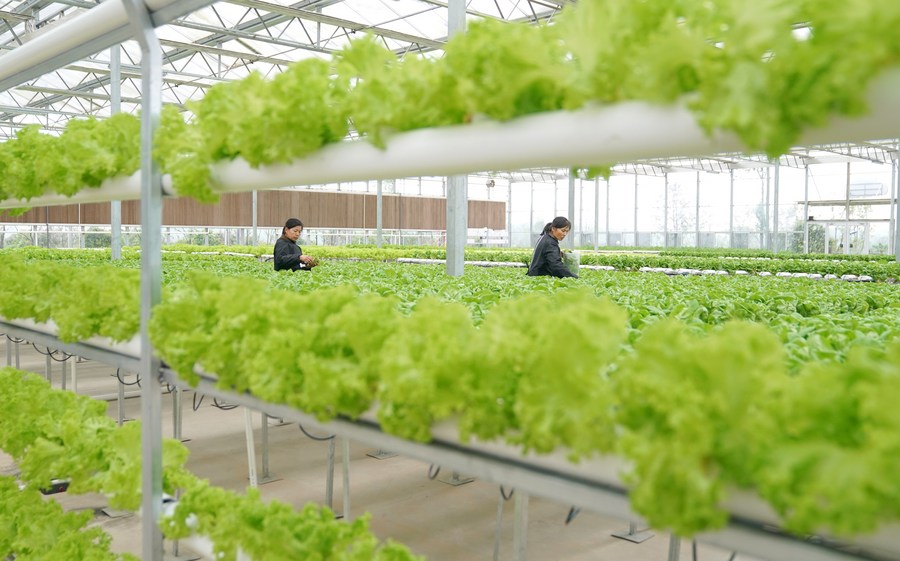 Technological advances boost smart farming in central China-Xinhua