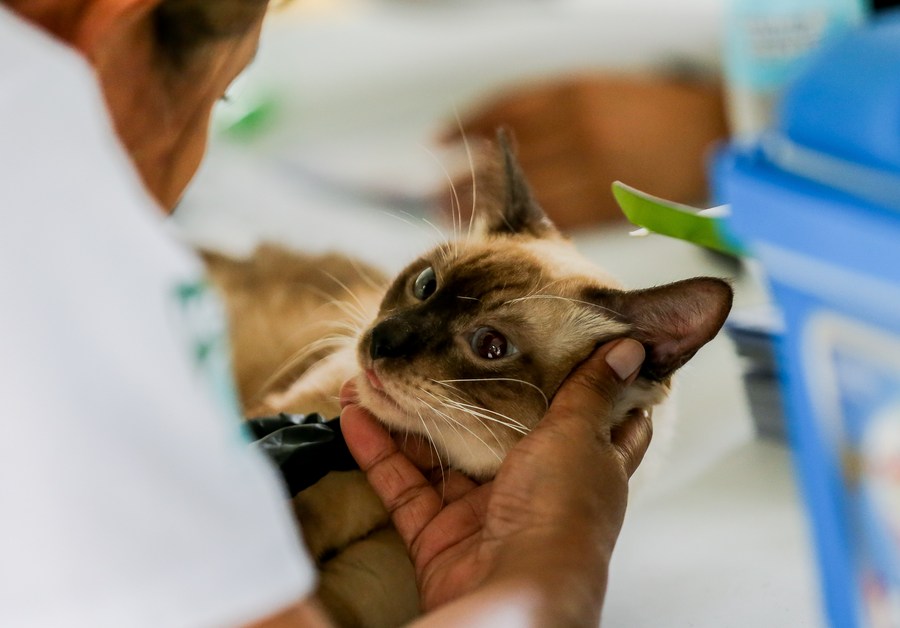 Asia Album: Furry friends protected with free rabies shots in the ...