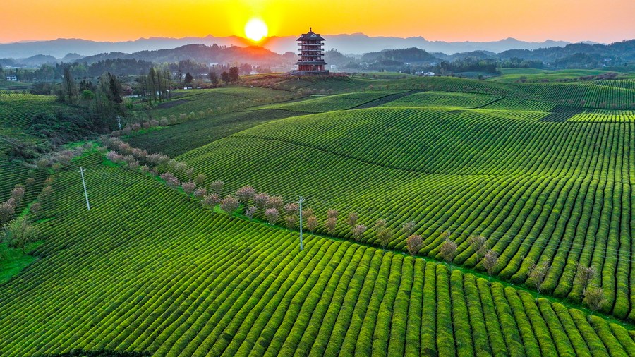 InPics: Premium spring tea harvest in SW China-Xinhua