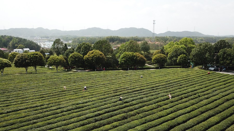 Economy&Life | Tea tourism gives new impetus to local economy in China ...