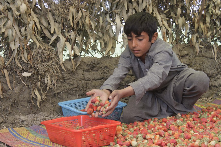 Asia Album: Bumper crop of strawberries in Afghanistan -Xinhua
