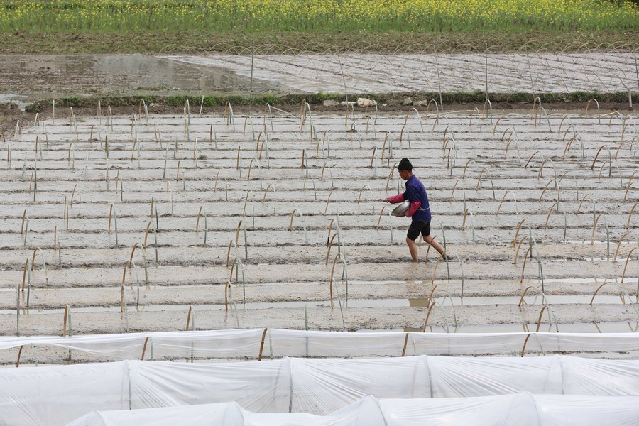 EconomyInFocus | Hybrid rice seed production in China's Cengong boosts ...