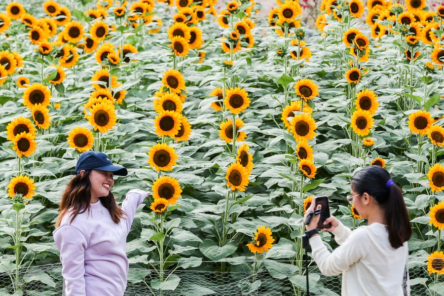 Nearest Sunflower Farm In Manila | Best Flower Site