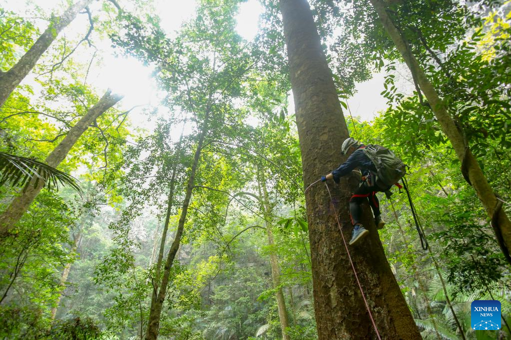 Researchers find tallest tree in China's karst landscape-Xinhua