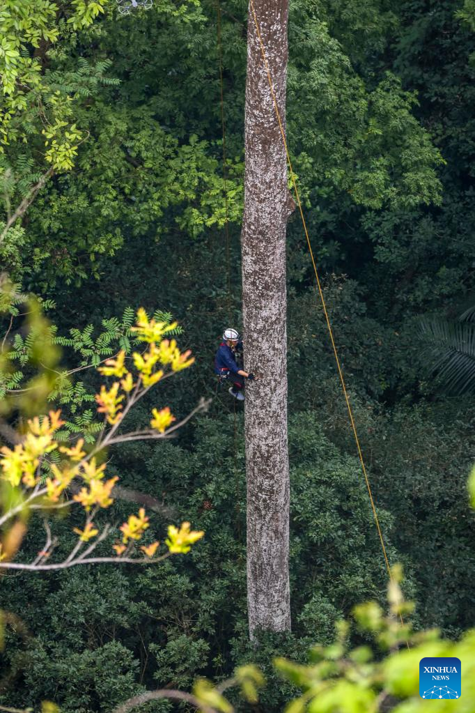 Researchers find tallest tree in China's karst landscape-Xinhua