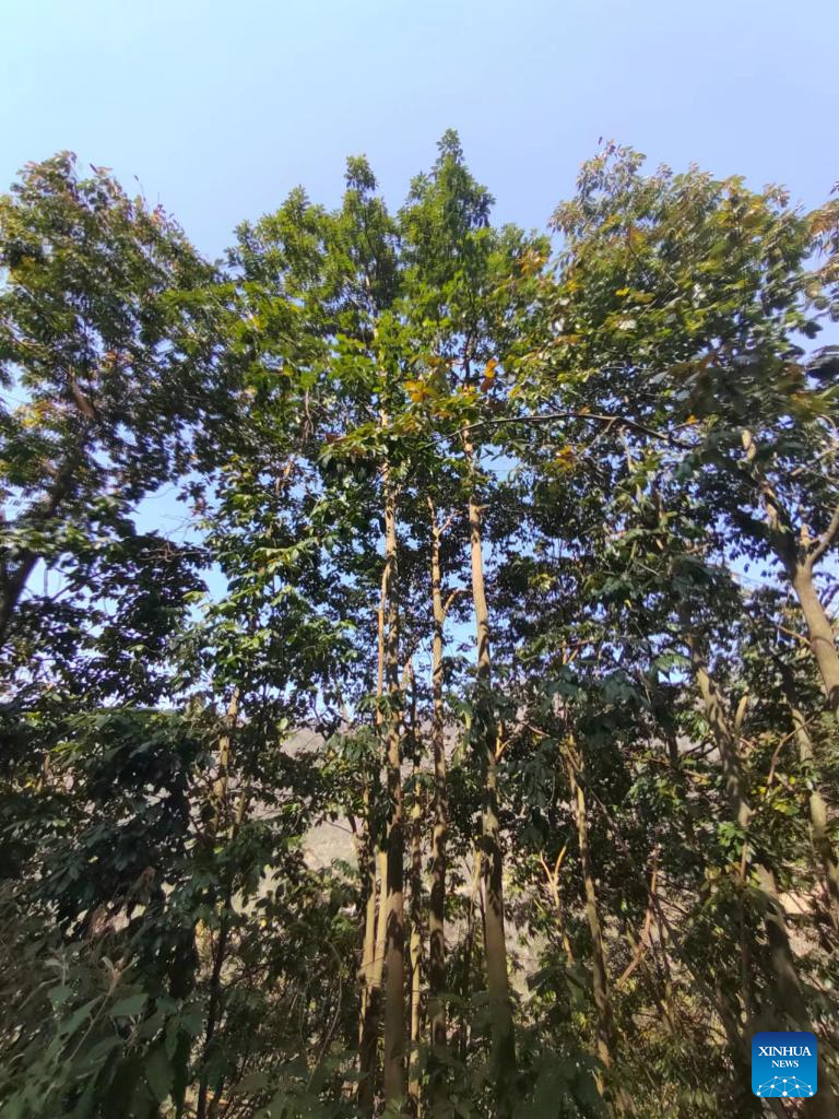 Nearly 10,000 wild trees of a rare species found in China's Guizhou-Xinhua