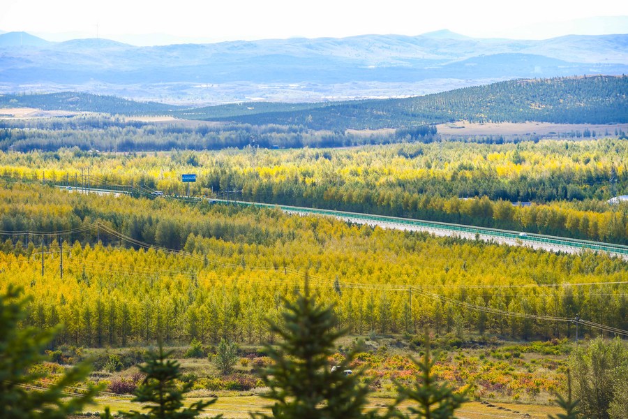 Inner Mongolia Tree Poplar Tree In Autumn Season Ejina Inner Mongolia