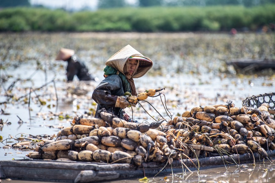 Economy&Life | Lotus roots harvesting season comes in China's Hunan-Xinhua
