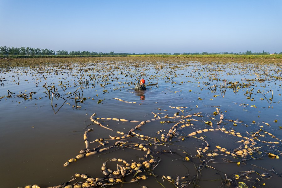Economy&Life | Lotus roots harvesting season comes in China's Hunan-Xinhua