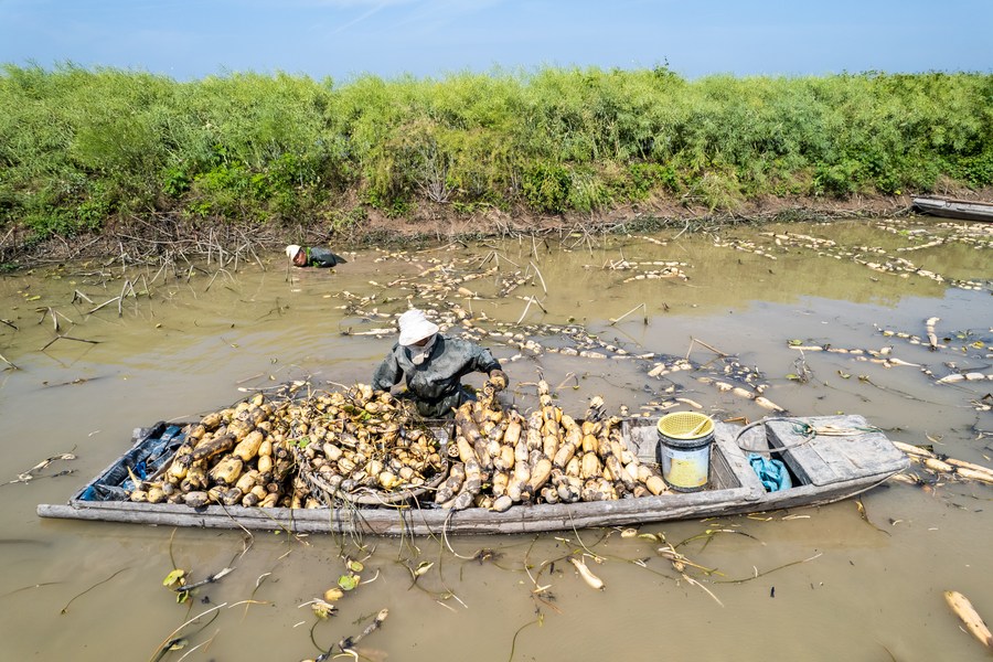Economy&Life | Lotus roots harvesting season comes in China's Hunan-Xinhua
