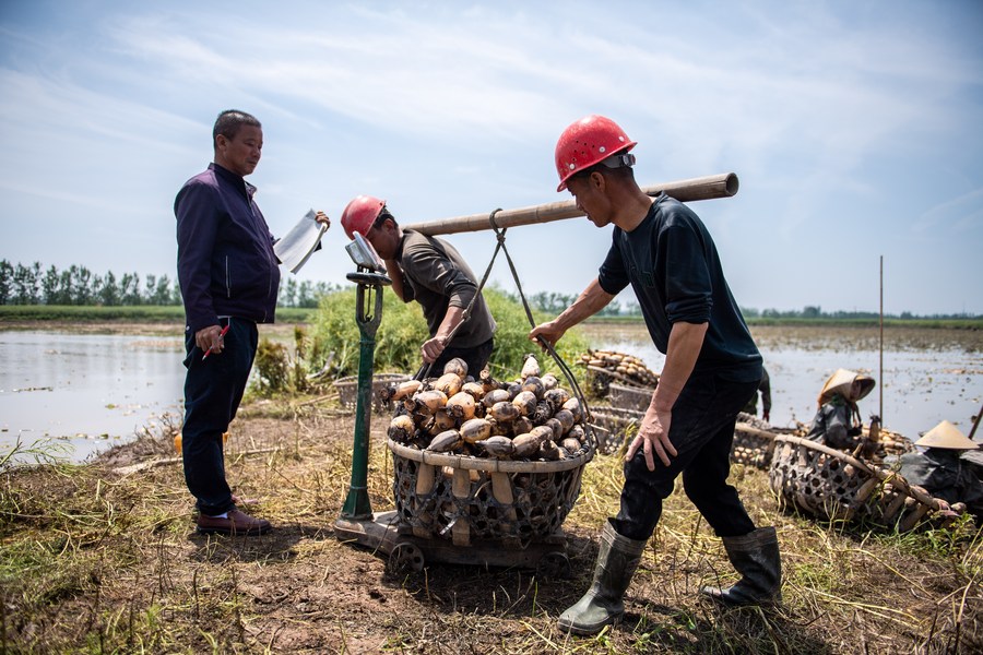 Economy&Life | Lotus roots harvesting season comes in China's Hunan-Xinhua