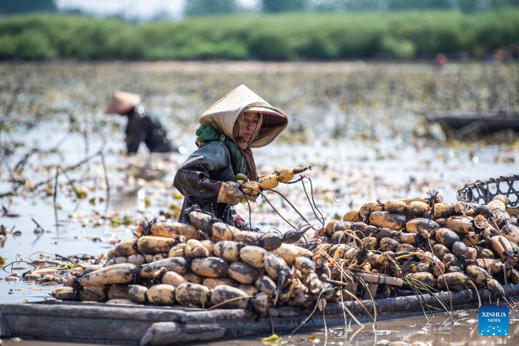Farmers busy with harvesting lotus roots in Lingjiaohu Village, Hunan ...