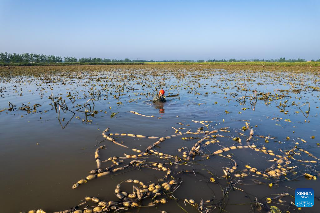 Farmers busy with harvesting lotus roots in Lingjiaohu Village, Hunan ...