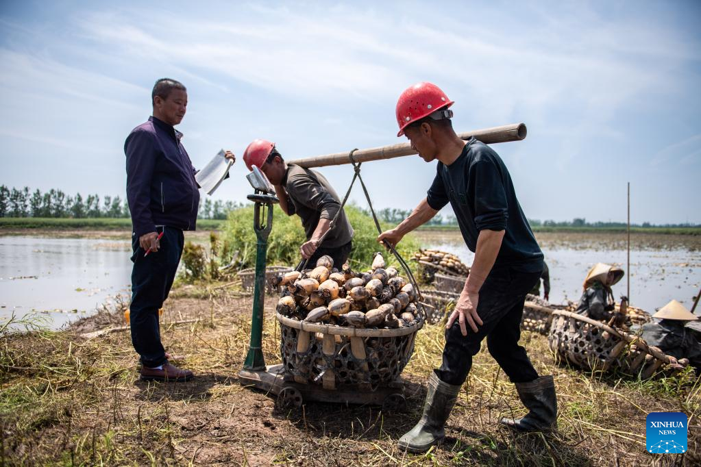 Farmers busy with harvesting lotus roots in Lingjiaohu Village, Hunan ...