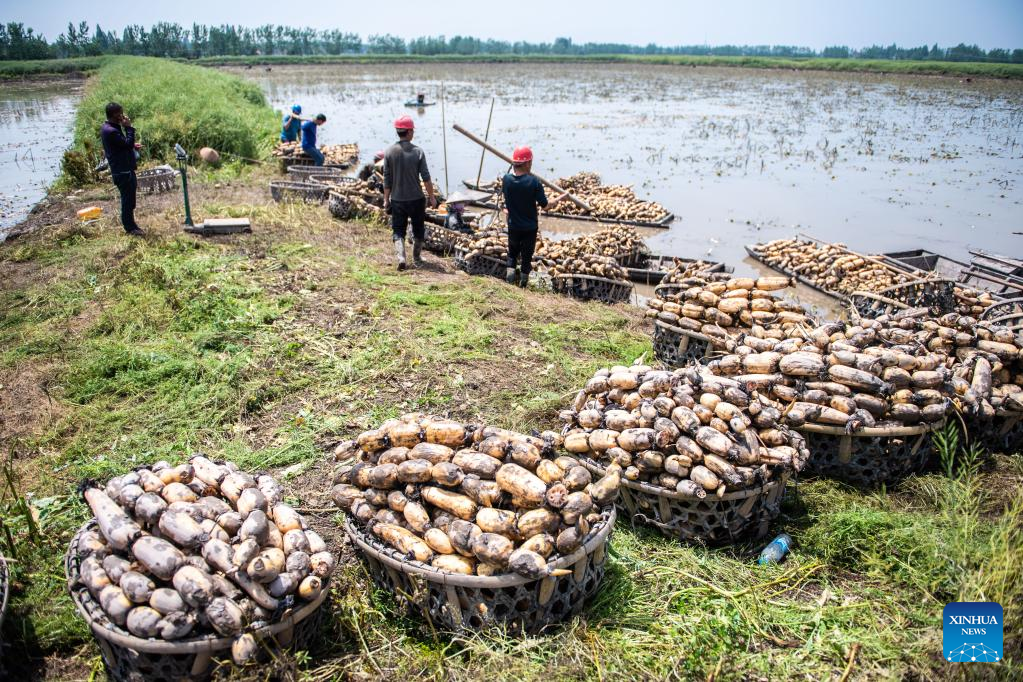 Farmers busy with harvesting lotus roots in Lingjiaohu Village, Hunan ...