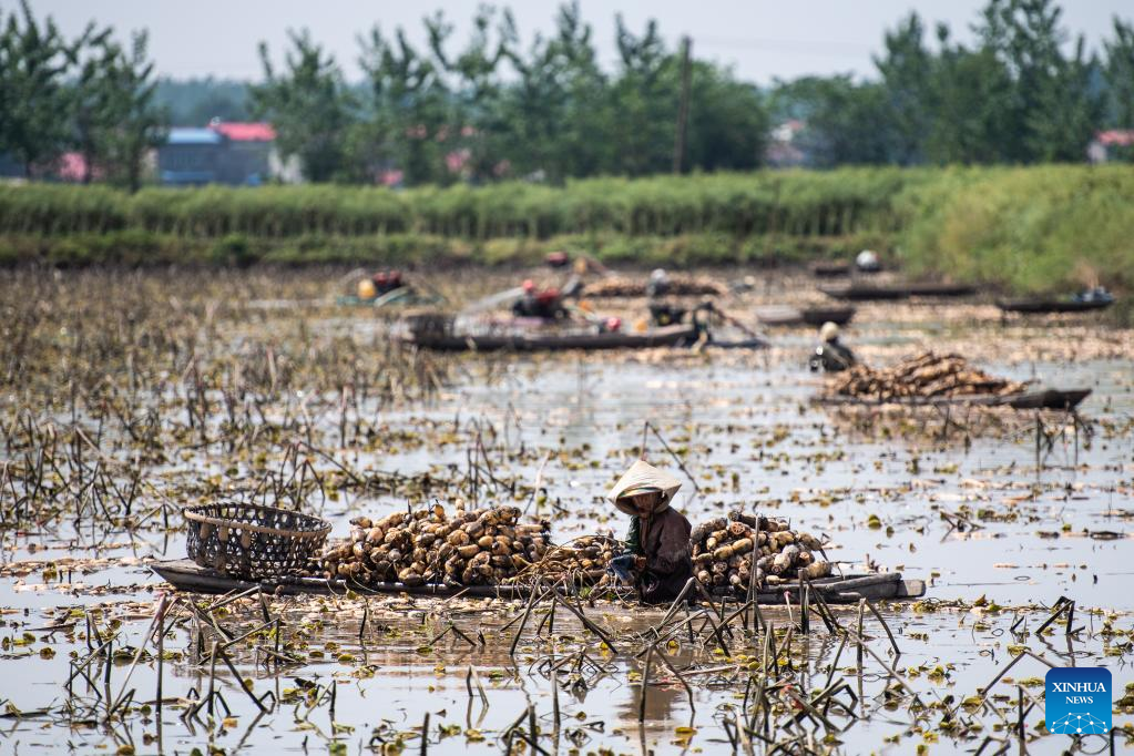 Farmers busy with harvesting lotus roots in Lingjiaohu Village, Hunan ...