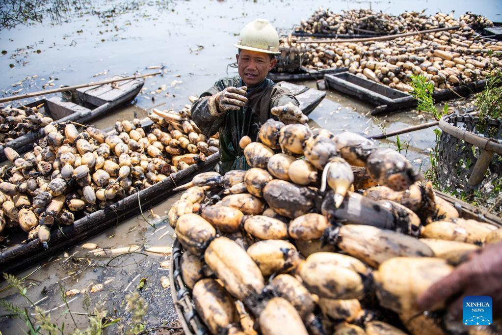 Farmers busy with harvesting lotus roots in Lingjiaohu Village, Hunan ...